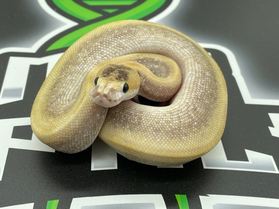 Champagne Mojave Ball Python by MPC Reptiles