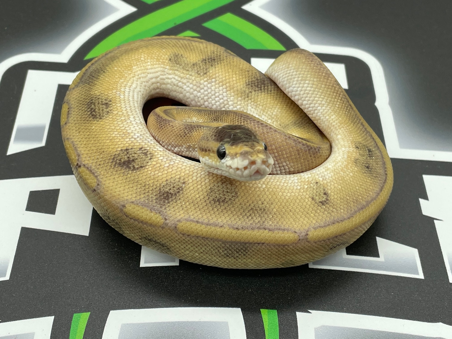 Champagne Mojave (Possible Red Stripe) Ball Python by MPC Reptiles ...