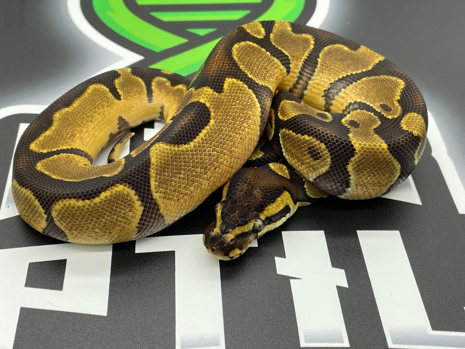 Enchi Yellow Belly (YB) Ball Python by MPC Reptiles - MorphMarket