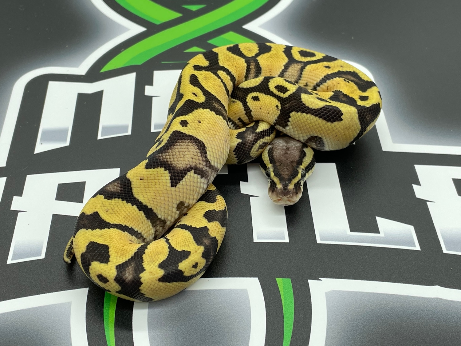 Firefly Pos Het Hypo Ball Python by MPC Reptiles - MorphMarket