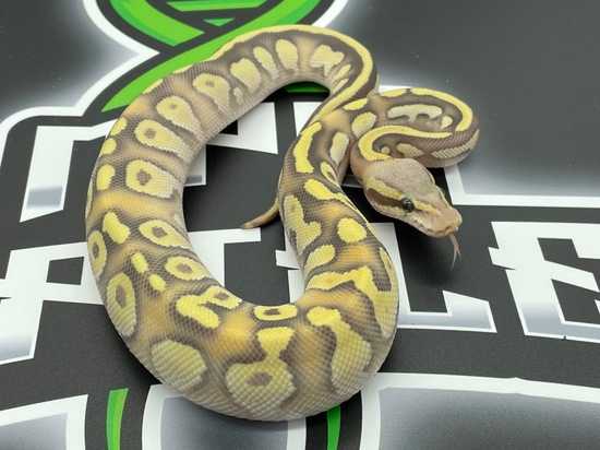 Firefly Mojave Orange Dream Hypo Ball Python by MPC Reptiles