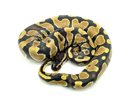 Yellow Belly Female Ball Python by MPC Reptiles