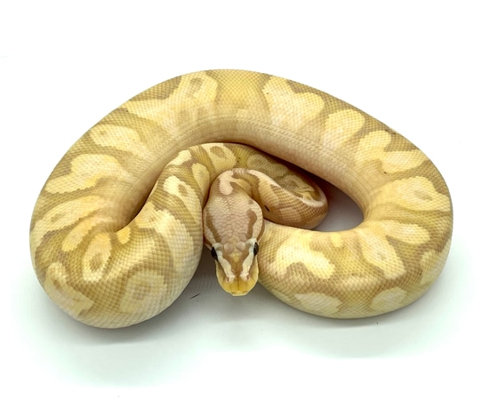 Pastel Banana Calico Yellow Belly Ball Python by MPC Reptiles