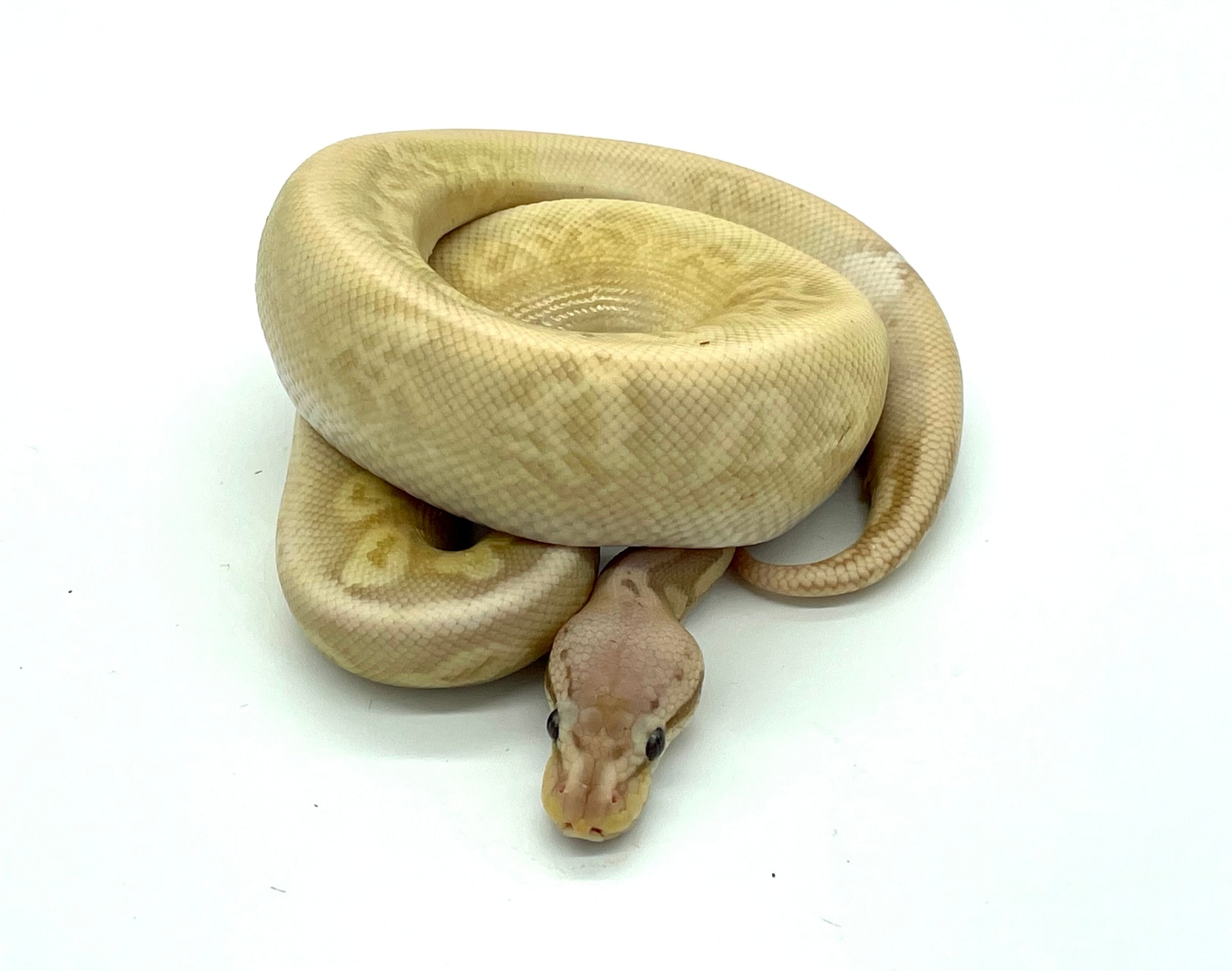 Black Pewter Banana (Pos YB And Calico) Ball Python by MPC Reptiles ...