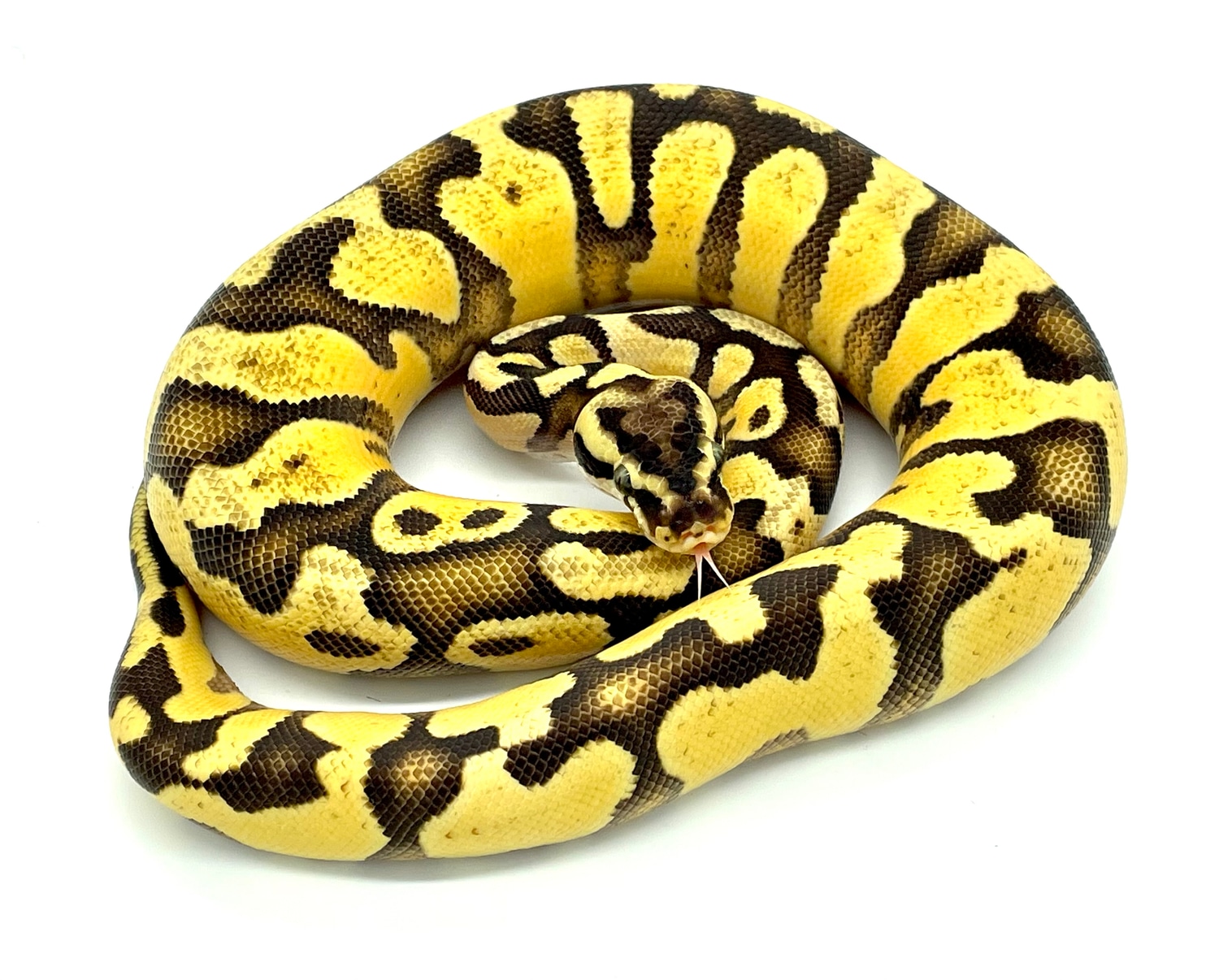Enchi Pastel Yellow Belly (YB) Ball Python by MPC Reptiles - MorphMarket
