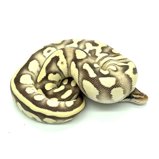 Firefly Mojave Pos Het Hypo Ball Python by MPC Reptiles