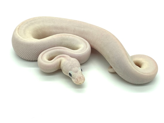 Blue Eyed Lucy (BEL) Ball Python by MPC Reptiles