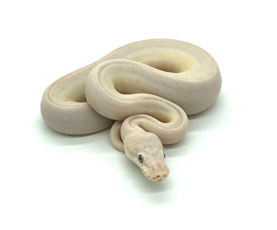Blue Eyed Lucy (BEL) Ball Python by MPC Reptiles