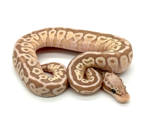 Pastel Spotnose Banana Butter/Lesser Ball Python by MPC Reptiles