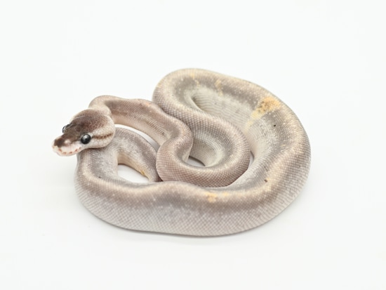 Super Cinnamon Pastel Combo Ball Python by MPC Reptiles