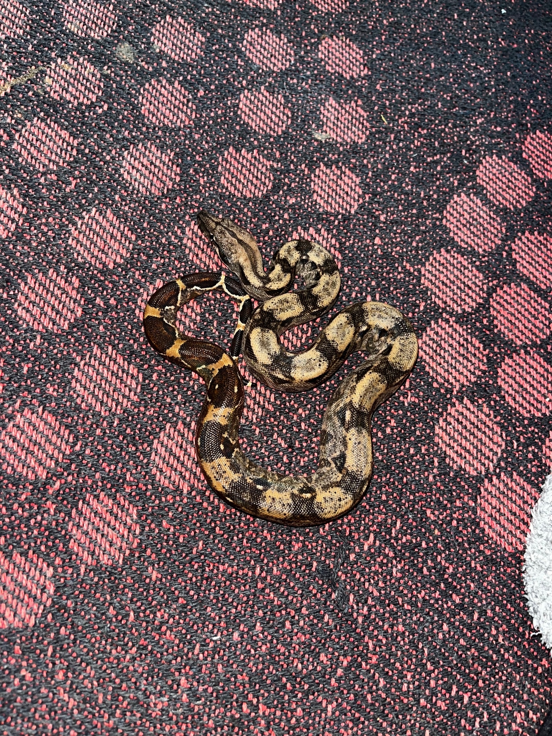 Boa Constrictor Imperator Nicaragua 100% Het Blood Red True Red-tailed ...