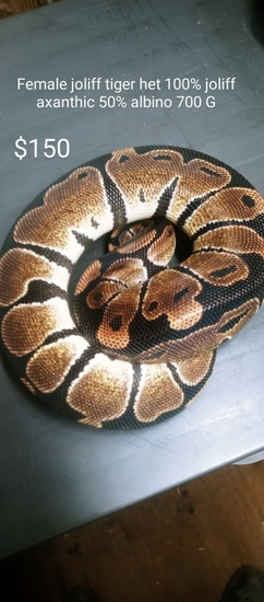 Jolliff Tiger 100% Jolliff Axanthic 50% Het Albino Ball Python by S&M ...