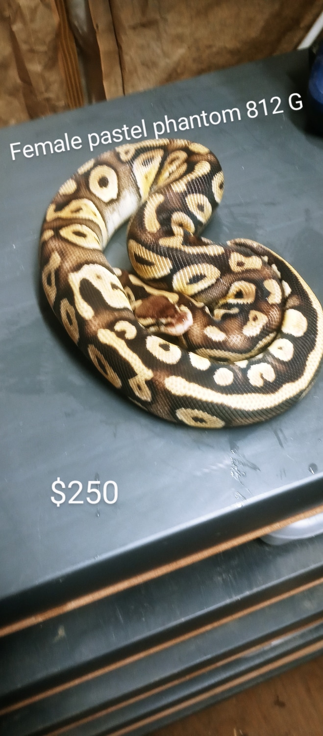 Pastel Phantom Ball Python by S&M Morph's - MorphMarket