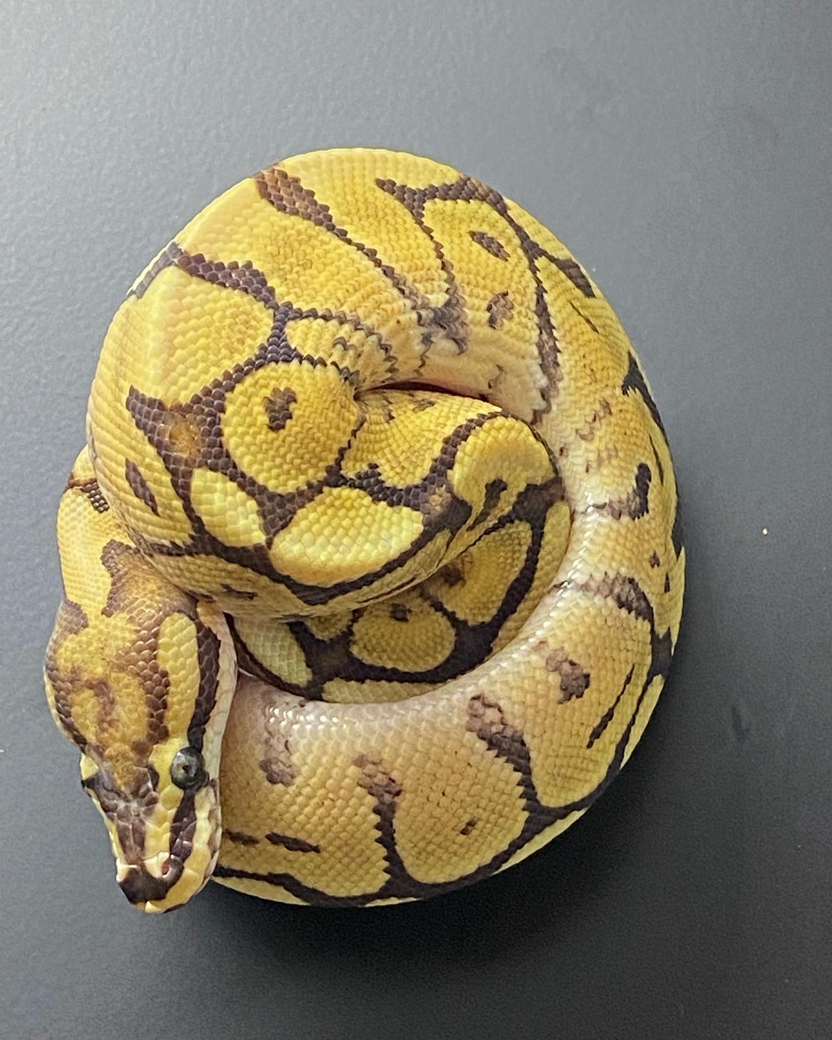 Fire Mojave Spider Ball Python by Hiss & Tail - MorphMarket