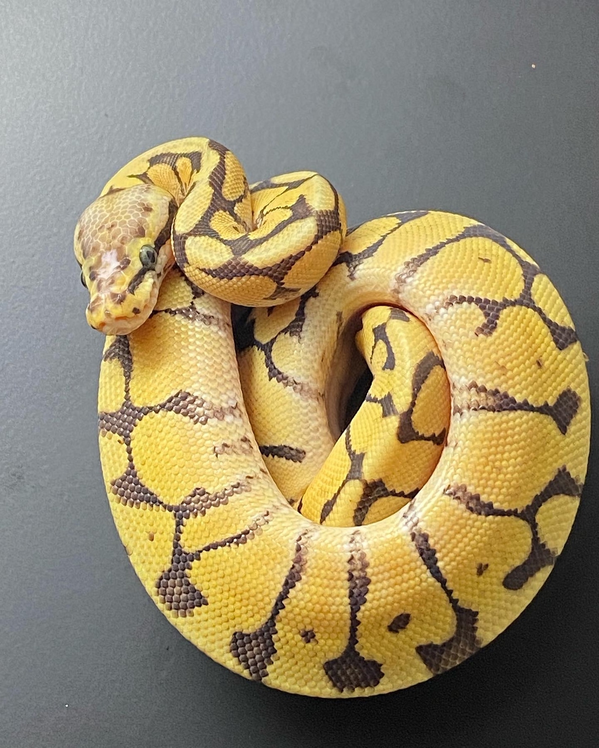 Pastave Vanilla Spider Ball Python by Hiss & Tail - MorphMarket
