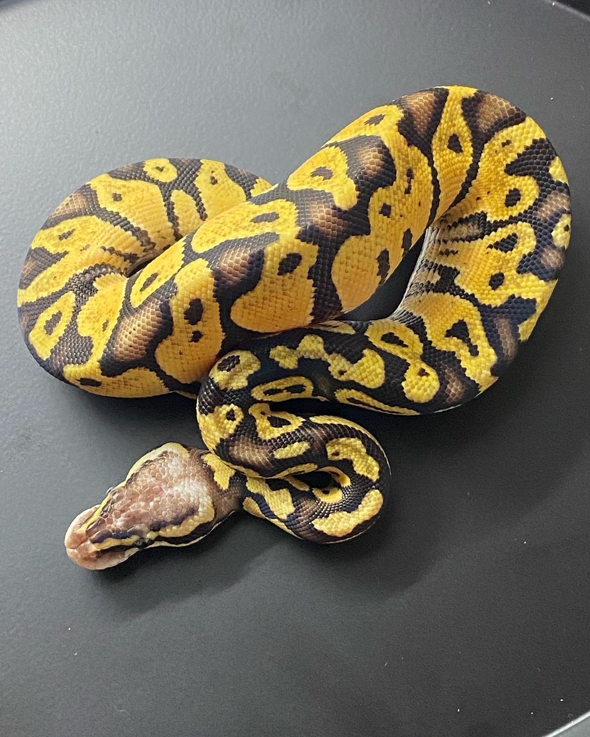 Firefly Ball Python by Hiss & Tail - MorphMarket