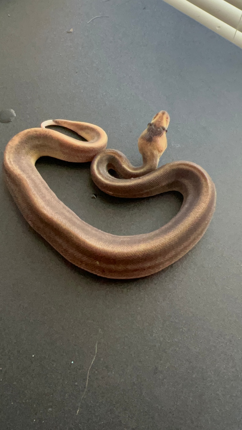 Cinnamon Champagne Ball Python by Hiss & Tail - MorphMarket