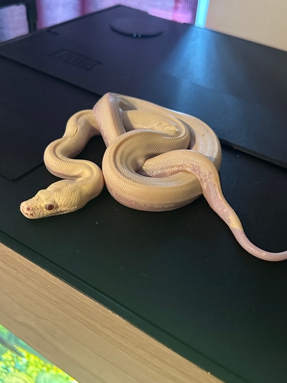 Blizzard Burmese Python by M Reptiles