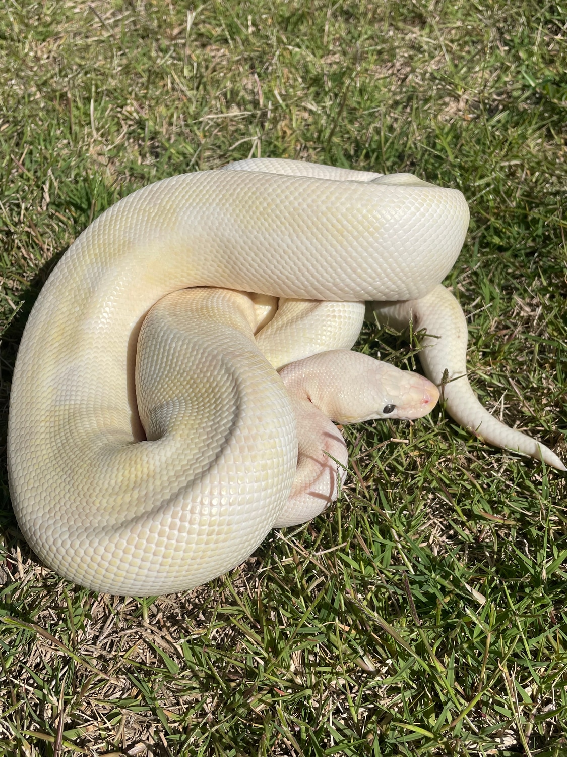 Banana Enchi Champagne Pastel Het Genetic Stripe Ball Python by ...