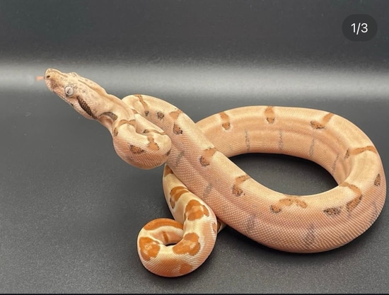 Possible Super Hypo Possible Jungle Het Kahl Albino Boa Constrictor by Crawford Constrictors