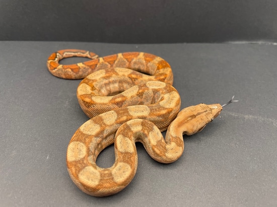 Male Hog Island / El Salvador 66% Het Blood Boa Constrictor by Crawford ...