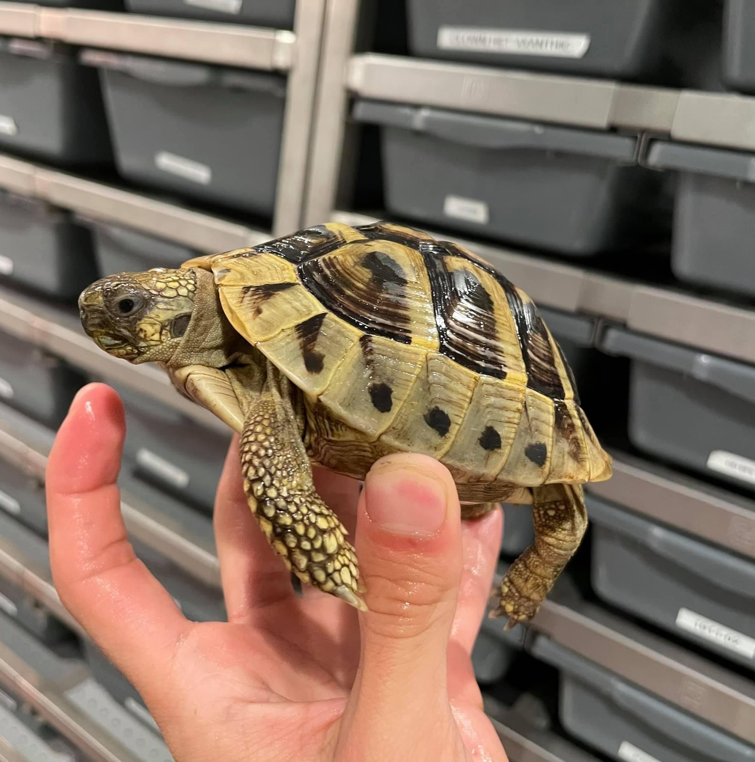 Hermans Tortoise Hermann's Tortoise by FinosRainforestExoticPets ...