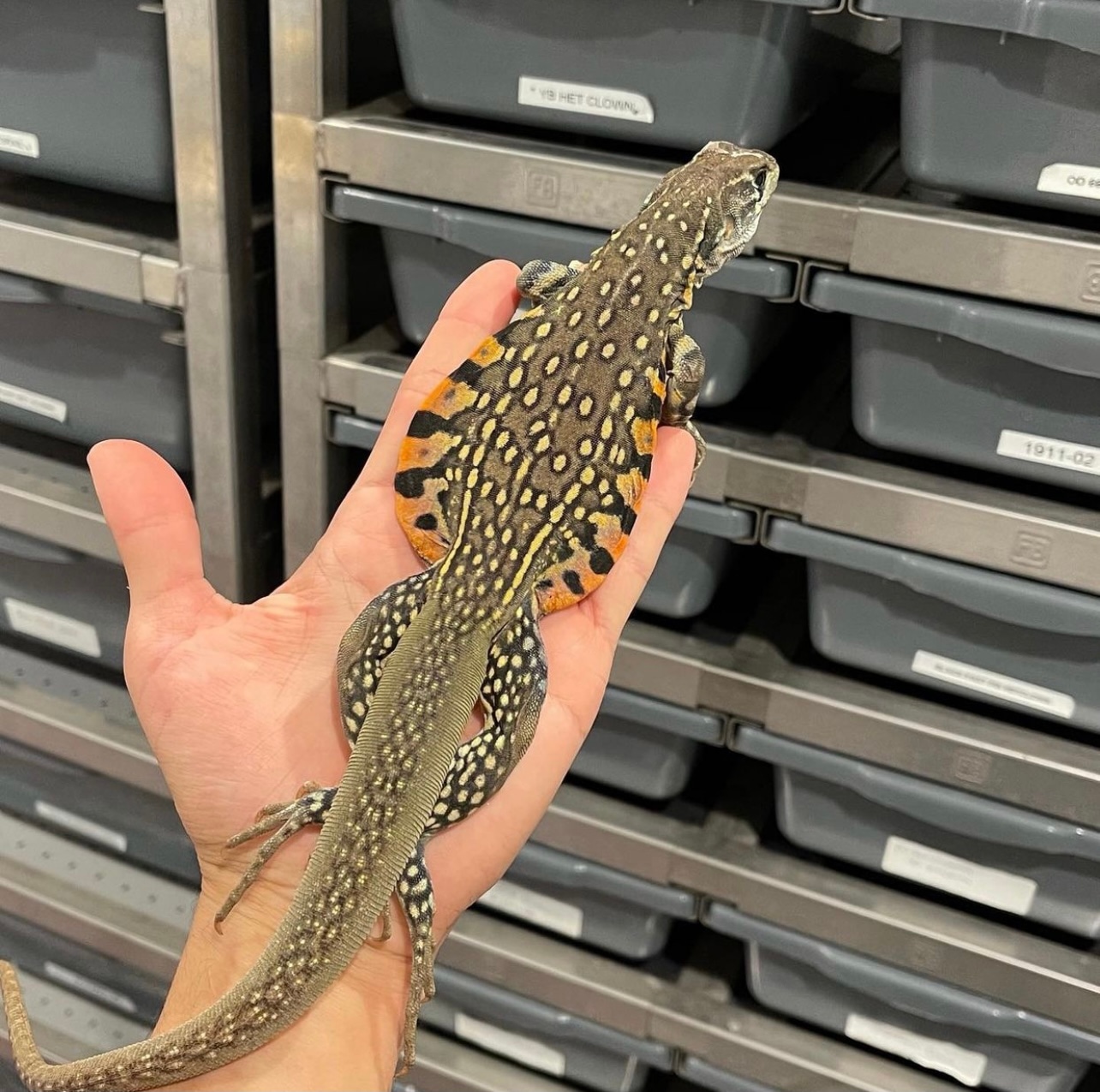 Butterfly Agamas (Leiolepis Belliana) Other Lizard by ...
