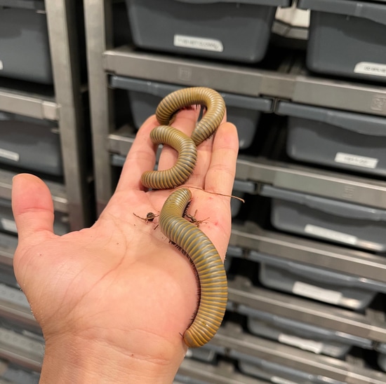 Smokey Oak Millipedes by FinosRainforestExoticPets
