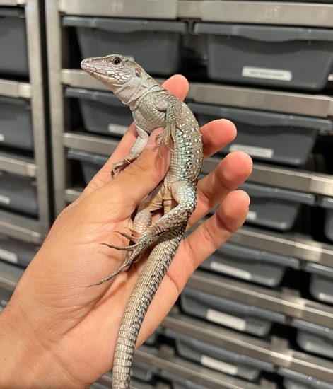 Giant Blue Colombian Ameiva More Lizard by FinosRainforestExoticPets