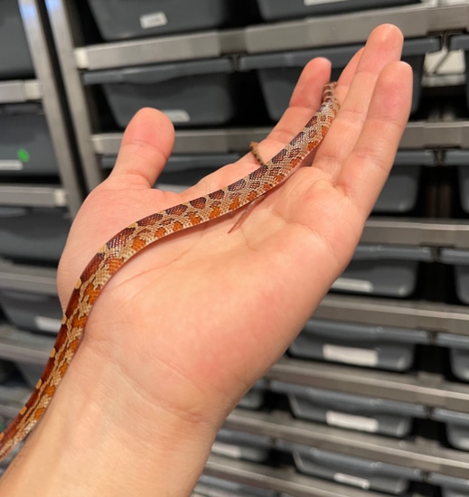 Rosy Red Corn Snakes (Pantherophis Guttatus) by FinosRainforestExoticPets