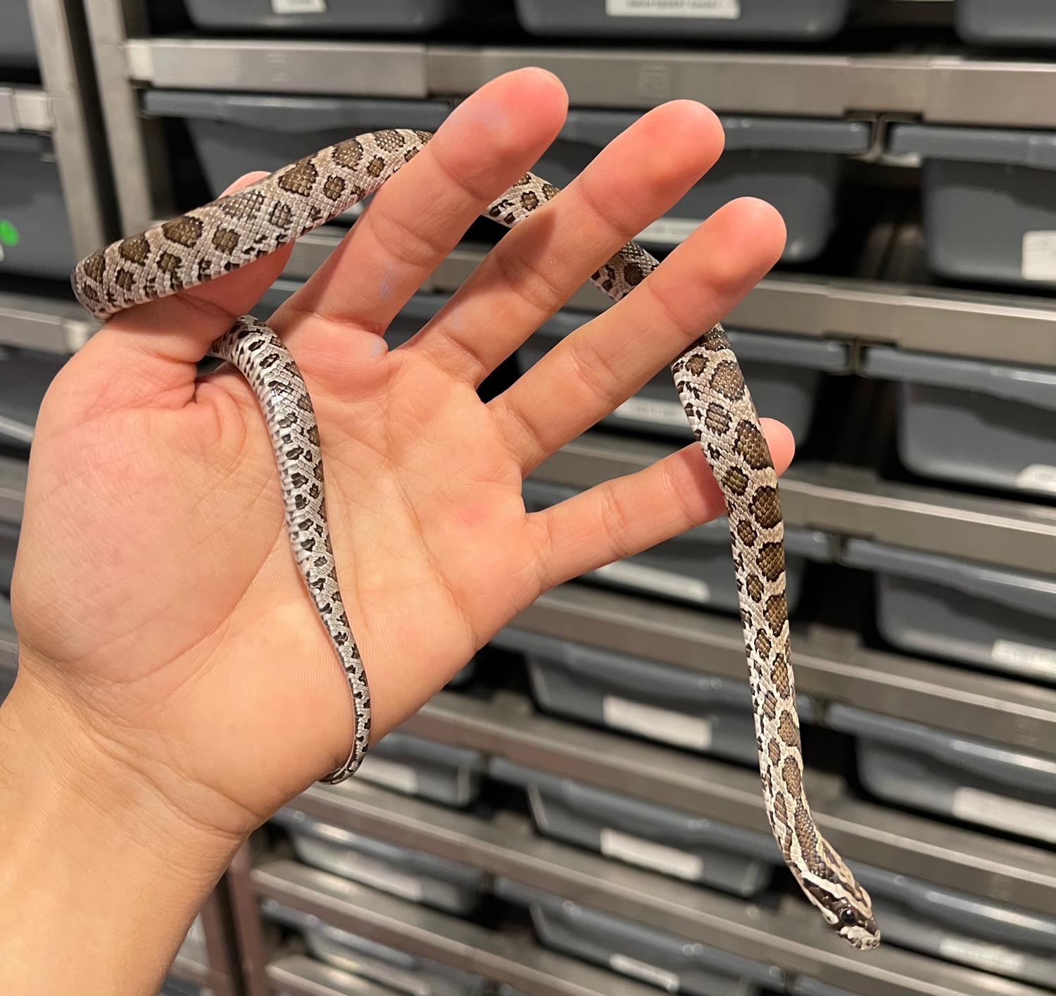 Great Plains Ratsnake (Pantherophis Emoryi) Western Rat Snake by ...