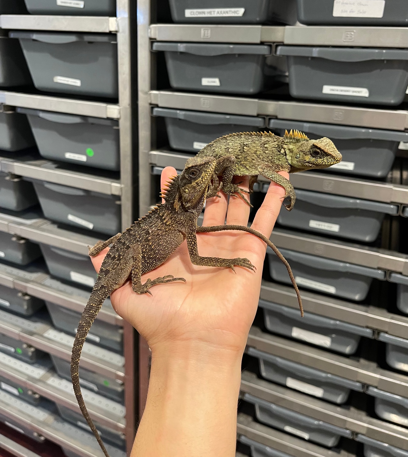 Mountain Horned Dragon (Acanthosaura Capra) Other Lizard by ...