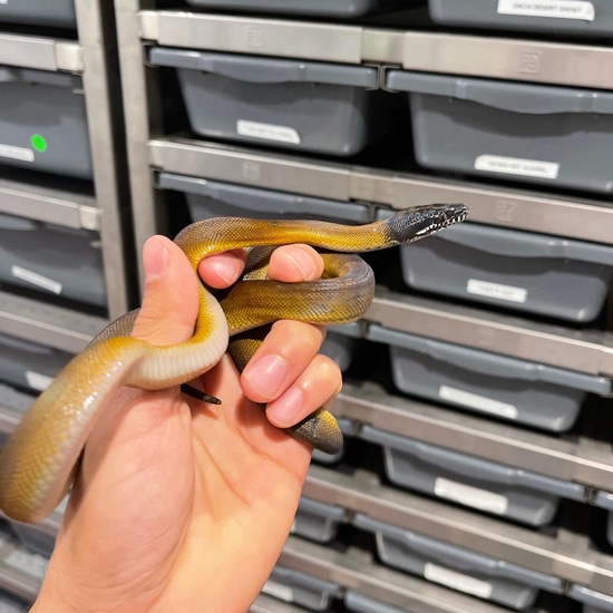 Northern White Lipped Python (Leiopython Albertisii) White-Lipped ...