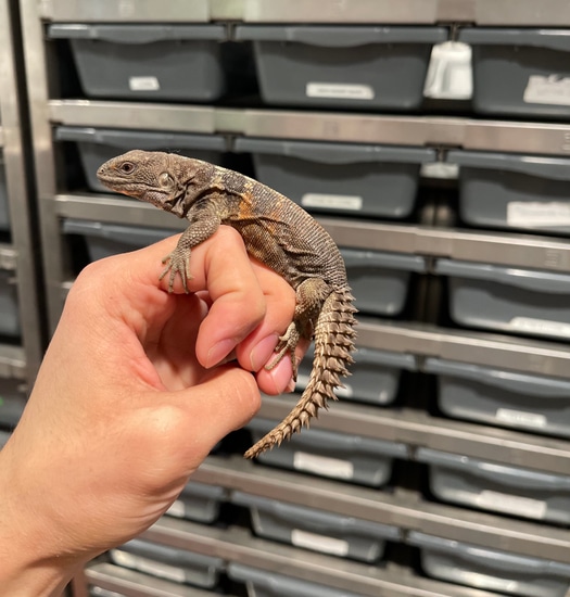 Ctenosaura Defensor More Lizard by FinosRainforestExoticPets