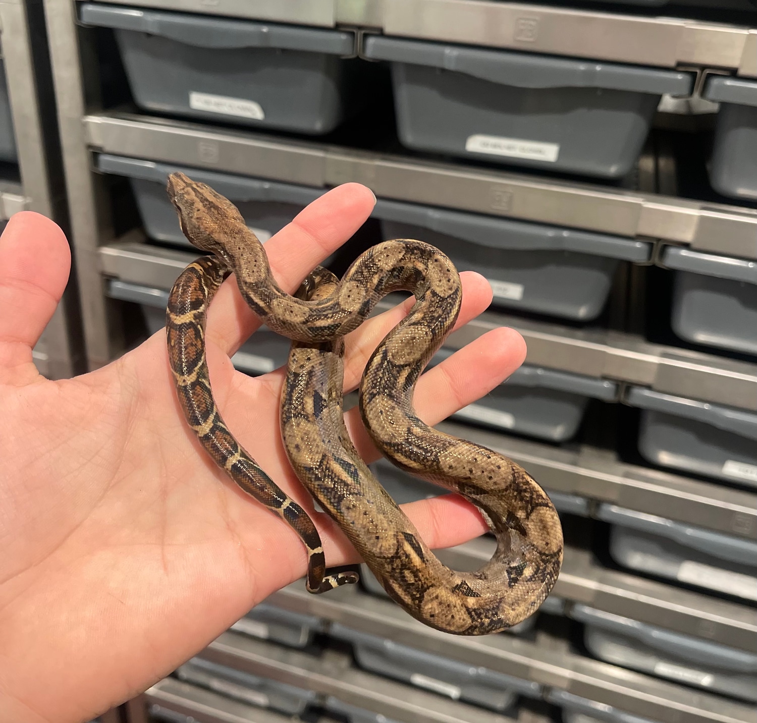 Central American Red Tail Boa Boa Constrictor by ...