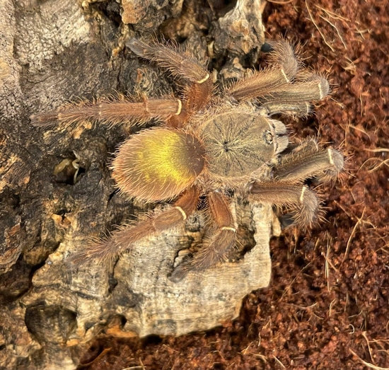 Emerald Skeleton Leg Tarantula (Ephebopus Uatuman) by ...