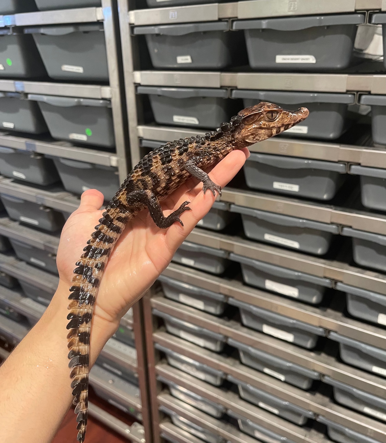 Cuvier's Dwarf Caiman by FinosRainforestExoticPets - MorphMarket