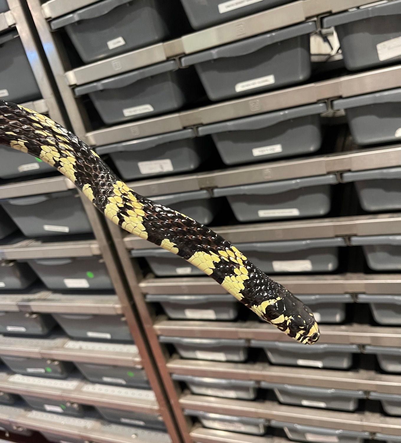 Pair Of Tiger Rat Snakes (Spilotes Pullatus) Other Rat Snake by ...