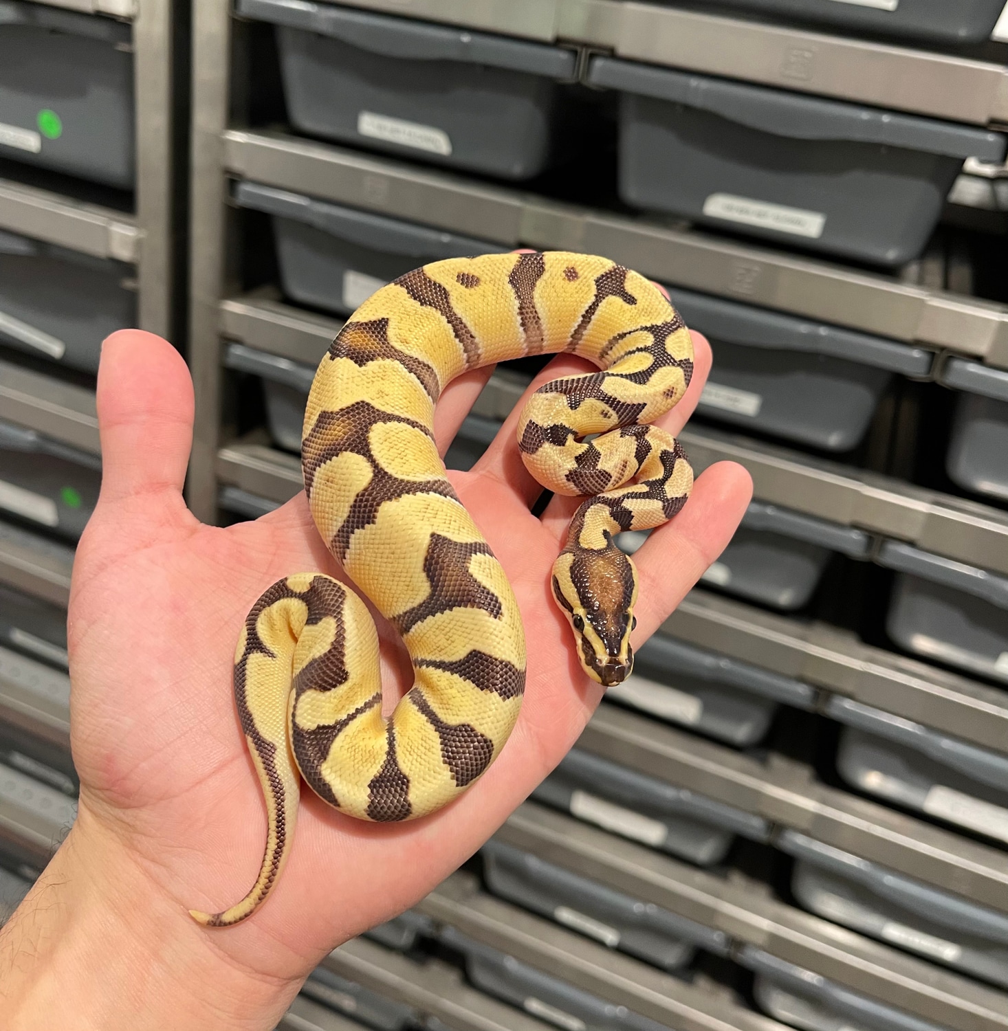 Orange Blade Ball Python by FinosRainforestExoticPets - MorphMarket