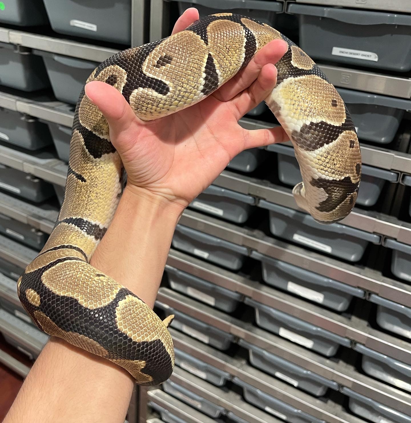 Jungle Woma Het Hypo Ball Python by FinosRainforestExoticPets - MorphMarket