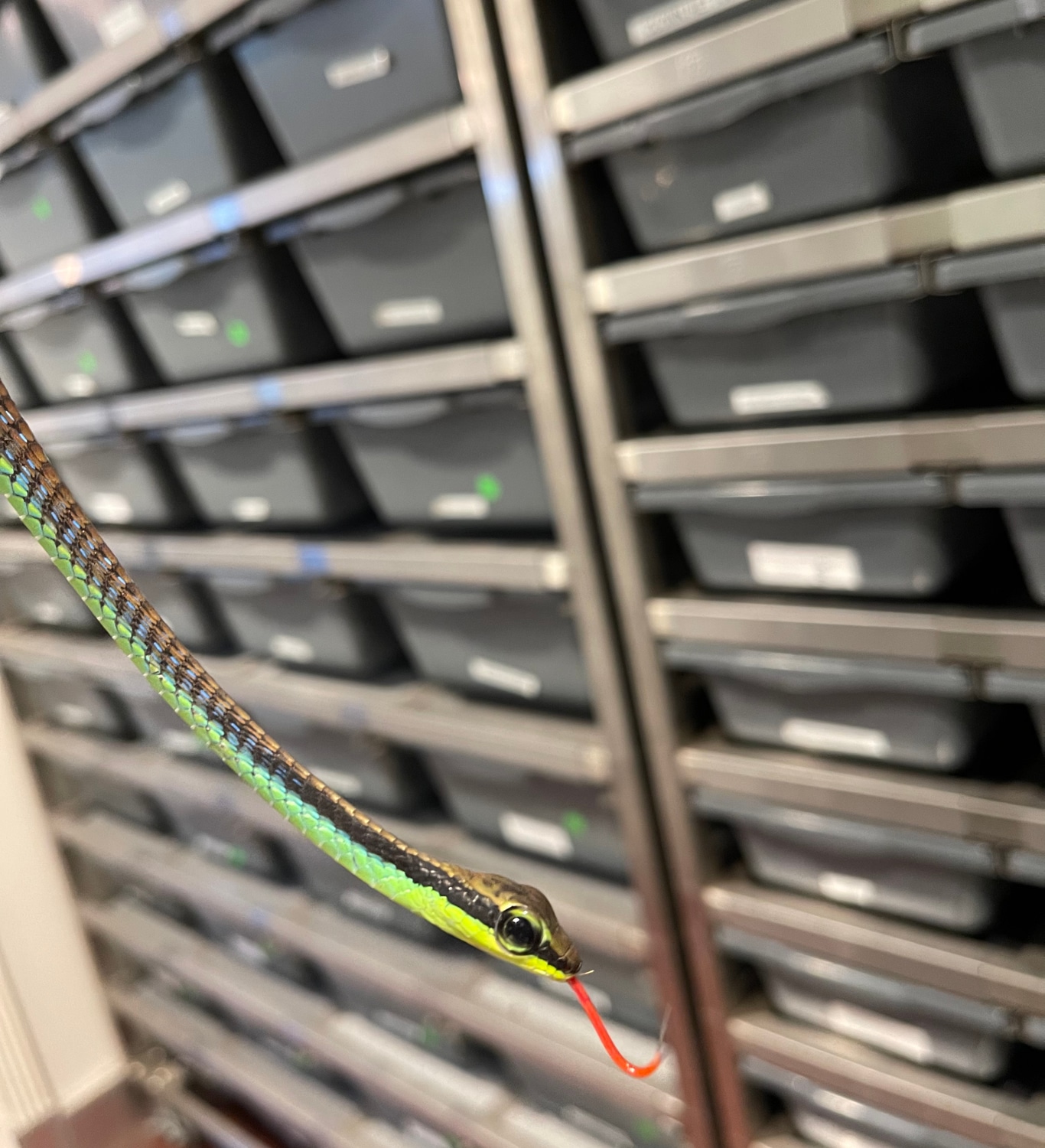 Elegant Bronzeback Snake (Dendrelaphis Formosus) More Colubrid by ...