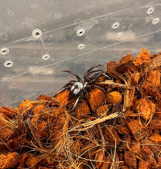 Black Sun Spider (Solifugae Sp.) Tarantula by FinosRainforestExoticPets