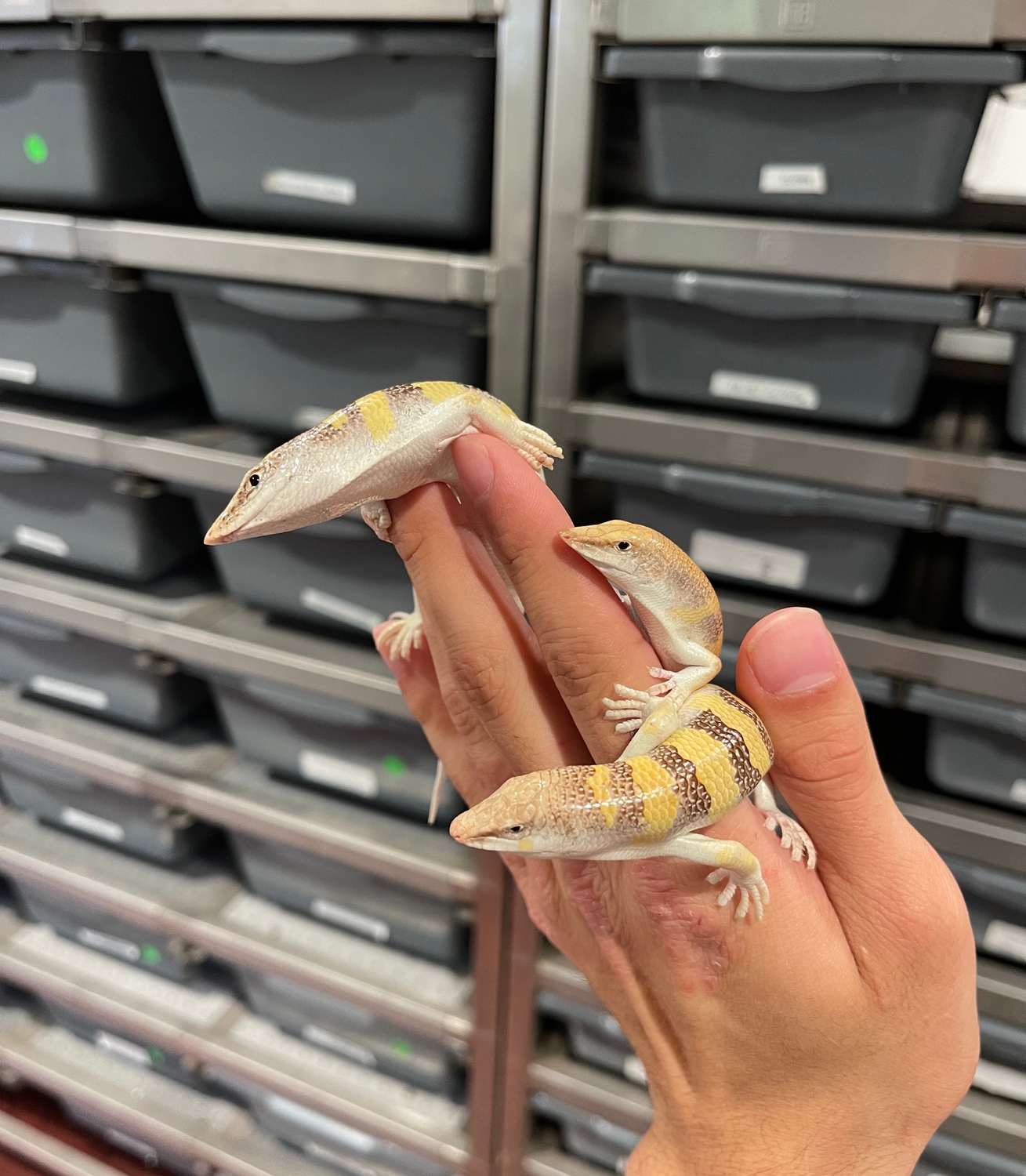 Sand Fish Skinks Other Skink by FinosRainforestExoticPets - MorphMarket