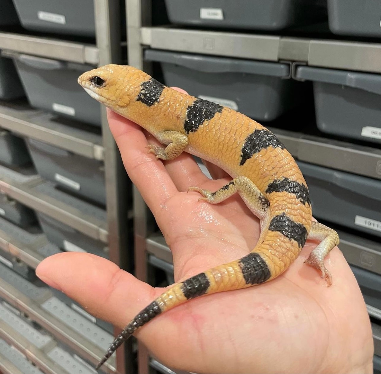 Peters Banded Skink Other Skink by FinosRainforestExoticPets - MorphMarket