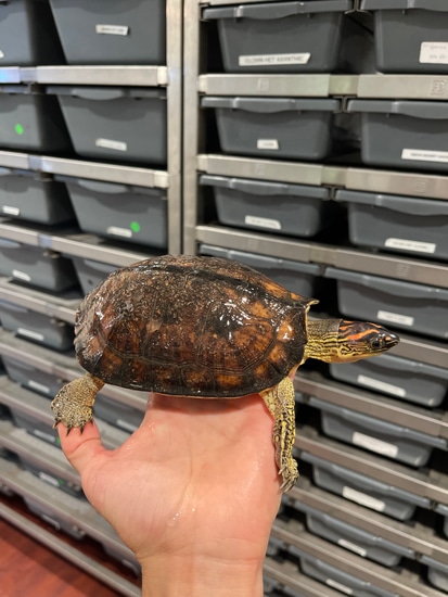 Spotted Legged Woods Turtles (Rhinoclemmys Punctularia) Wood Turtle by ...