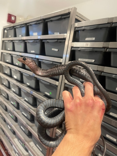 Black Tree Snakes (Thrasops Occidentalis) More Colubrid by ...