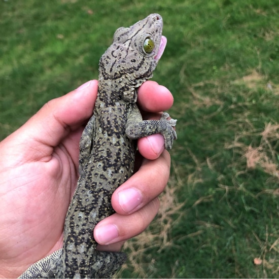 Green Eyed “Tokay” Geckos (Gekko Smithii) More Gecko by ...