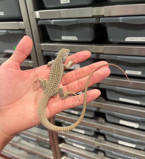 Marbled Whiptail (Aspidoscelis Marmoratus) More Lizard by ...