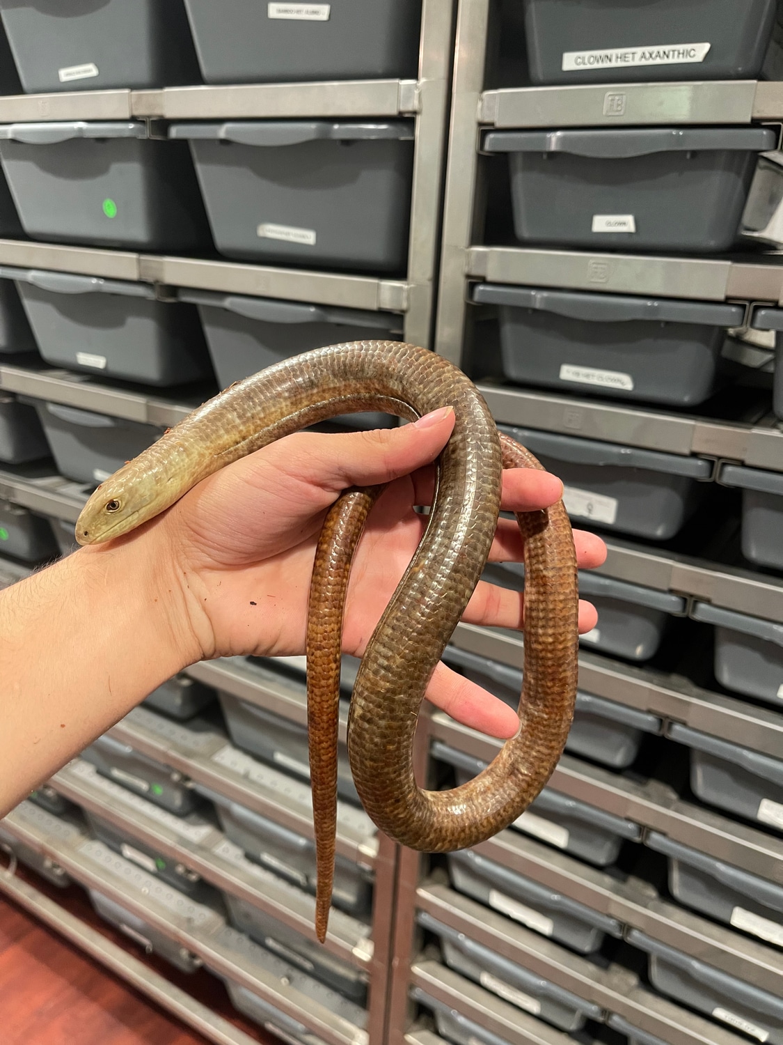 European Giant Legless Lizards (Ophisaurus Apodus Thraceus) Other ...