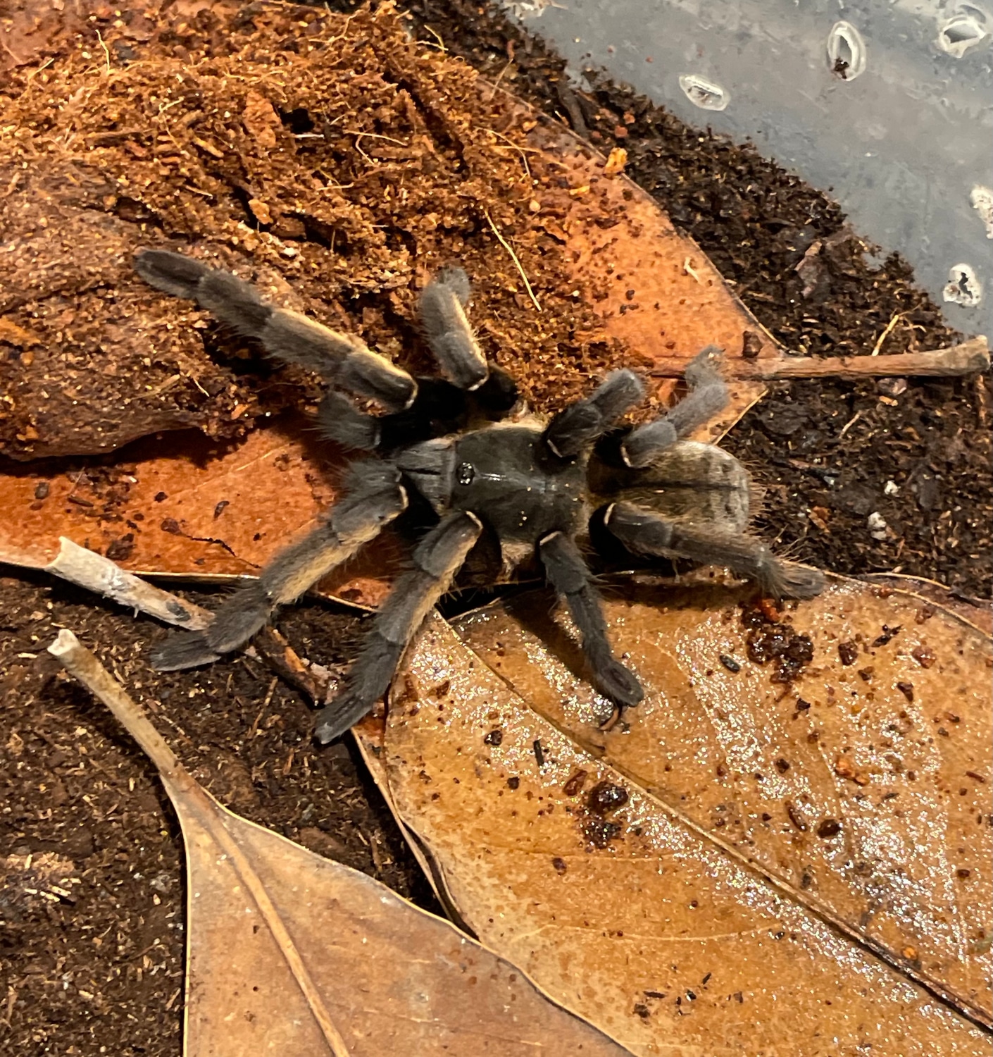 Thailand Golden Fringe 4inches (Ornithoctonus Aureotibialis) Tarantula ...